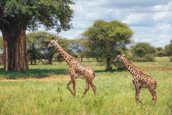 Circuit Tanzanie, Entre Faune & Sable de Kiwengwa en Privatif Tanzanie ...